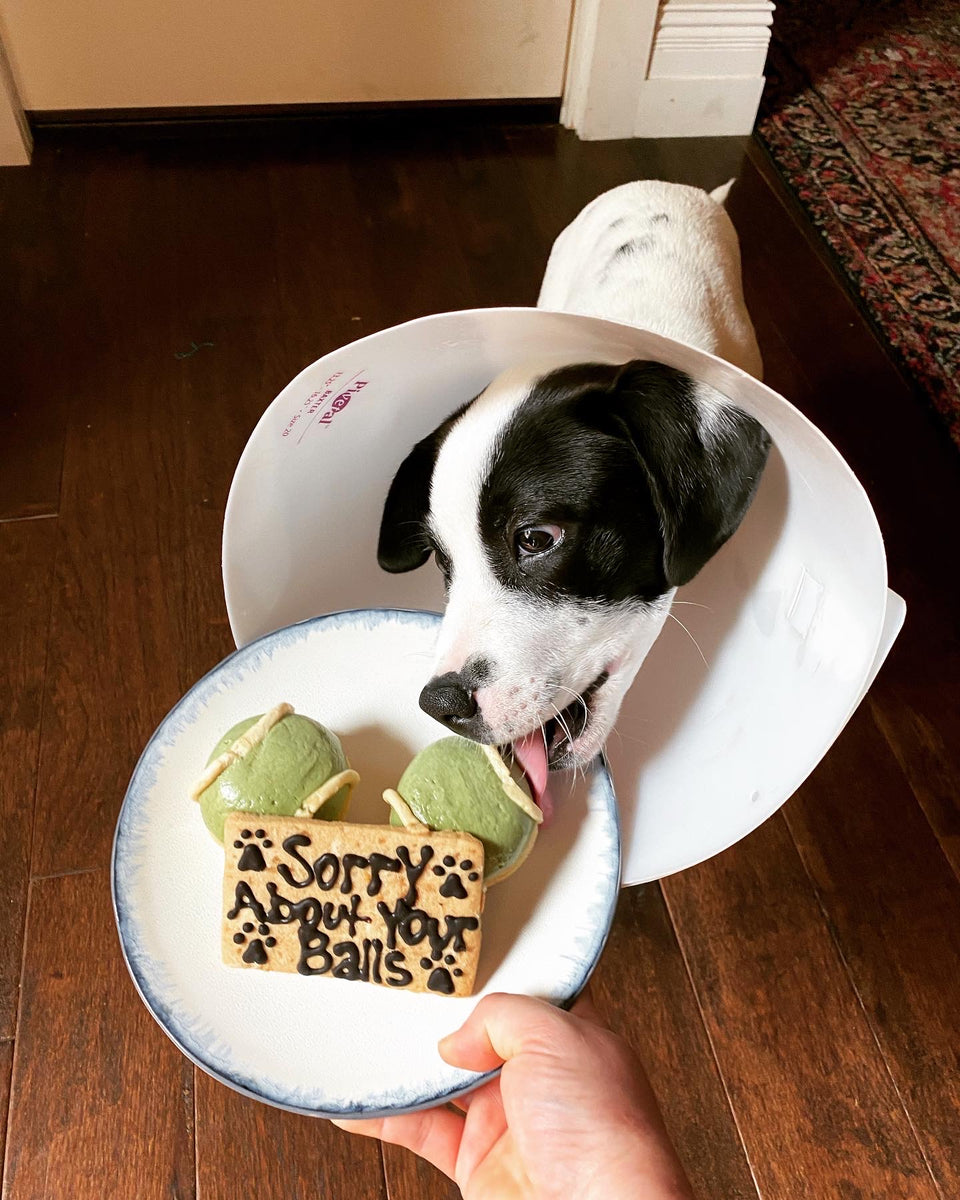 Neuter Cupcakes & Cookie Plaque – The Cakehound